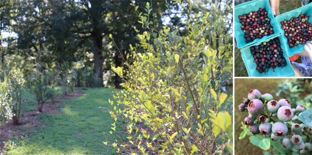Heritage Workshops & Activities - Bentley Farm