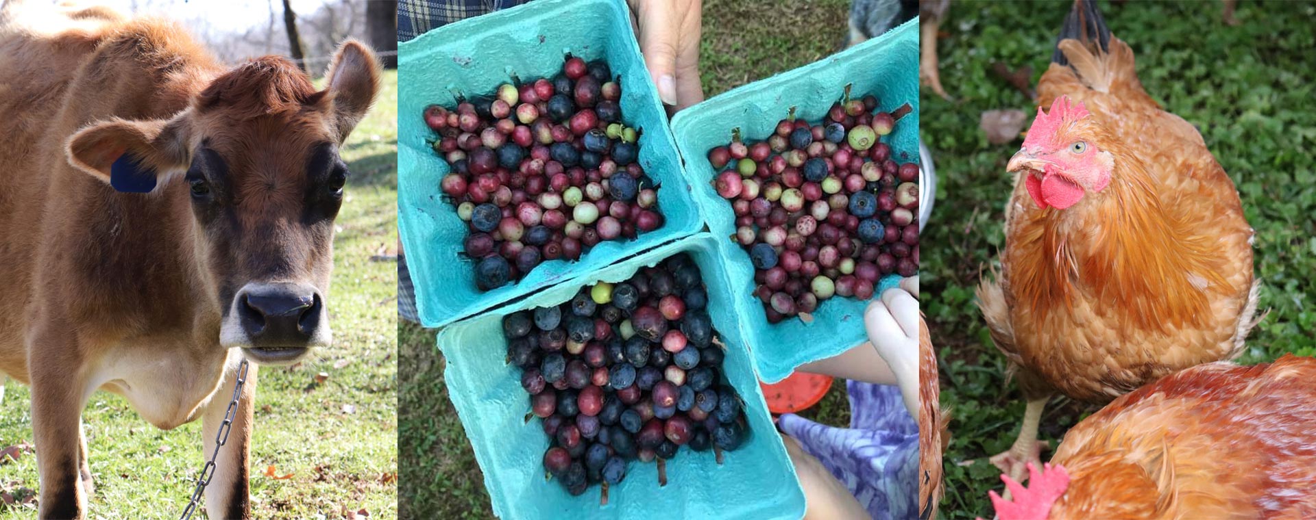 Bentley Farm | Dahlonega, GA